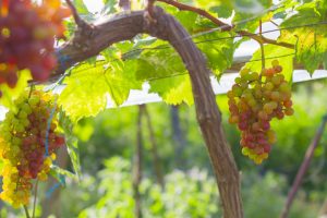 Daily Reflection—The Vine and the Branches — Integrated Catholic Life™